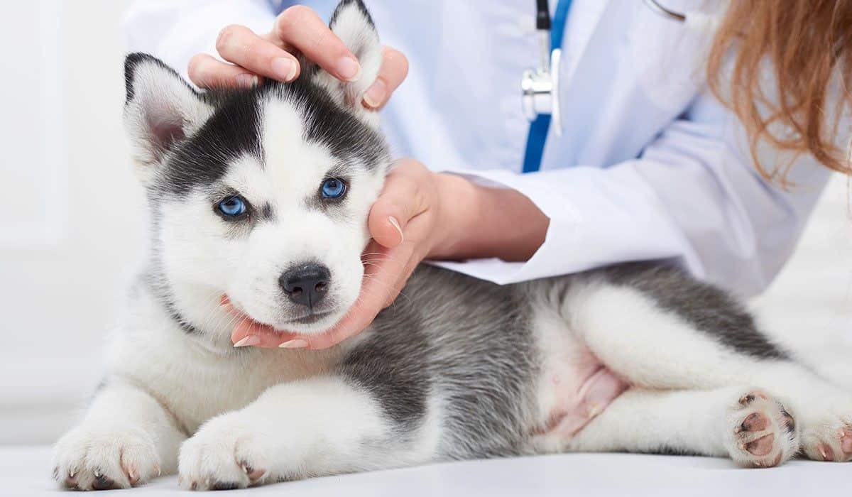 Welcome to Small Animal Emergency Hospital of Westfield - Small Animal ...