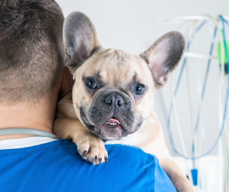 Emergency & Critical Care | Small Animal Emergency Hospital of Westfield